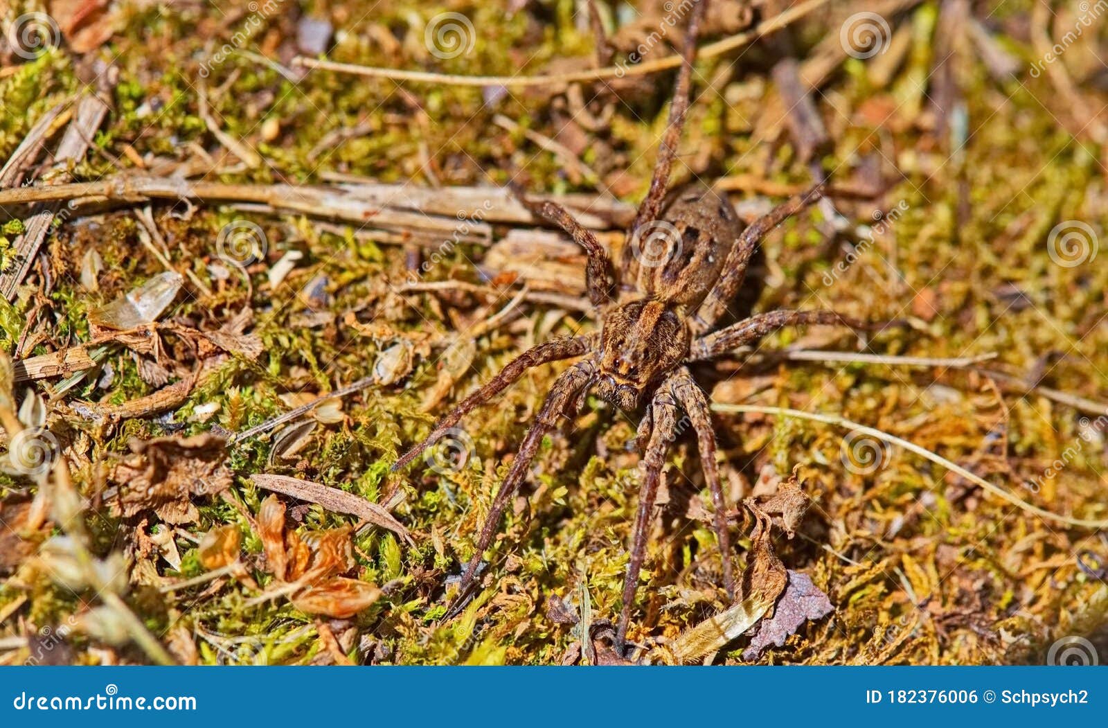 Macro of a Small Wolf Spider Stock Photo - Image of wildlife ...