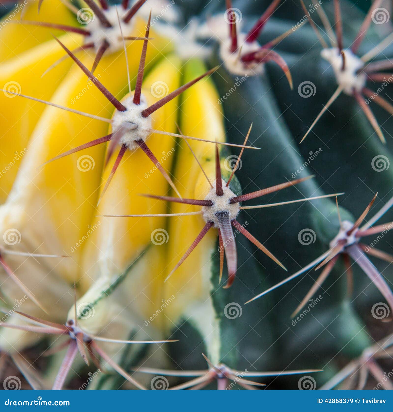 Extreme Closeup of Cactus Spikes Stock Image - Image of golden, cyan ...