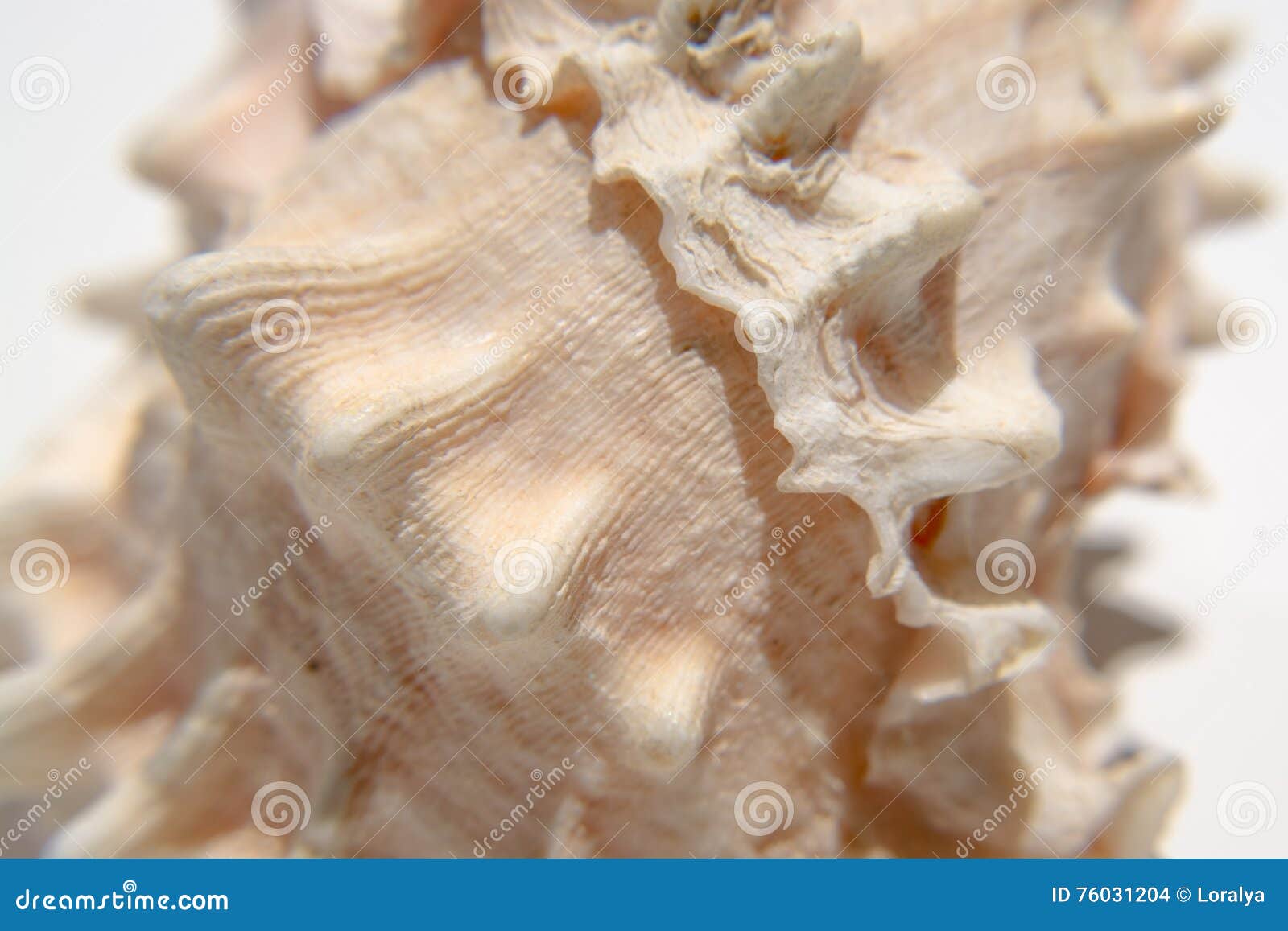 Extreme Closeup of a Conch Shell Stock Photo - Image of conch, closeup ...