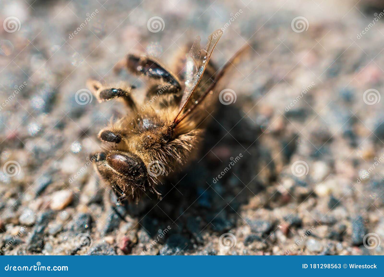 Extreme Closeup of a Dead Bee on a Pebbled Surface Stock Image - Image ...