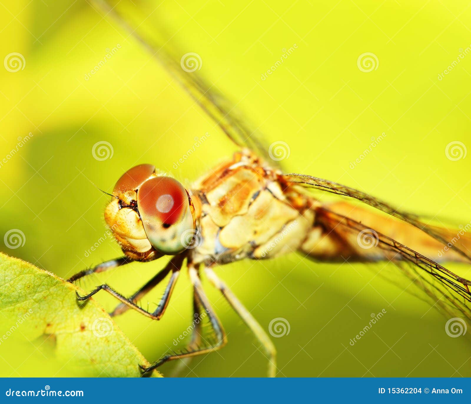 Extreme Closeup on Dragonfly Eyes Stock Photo - Image of life, grass ...