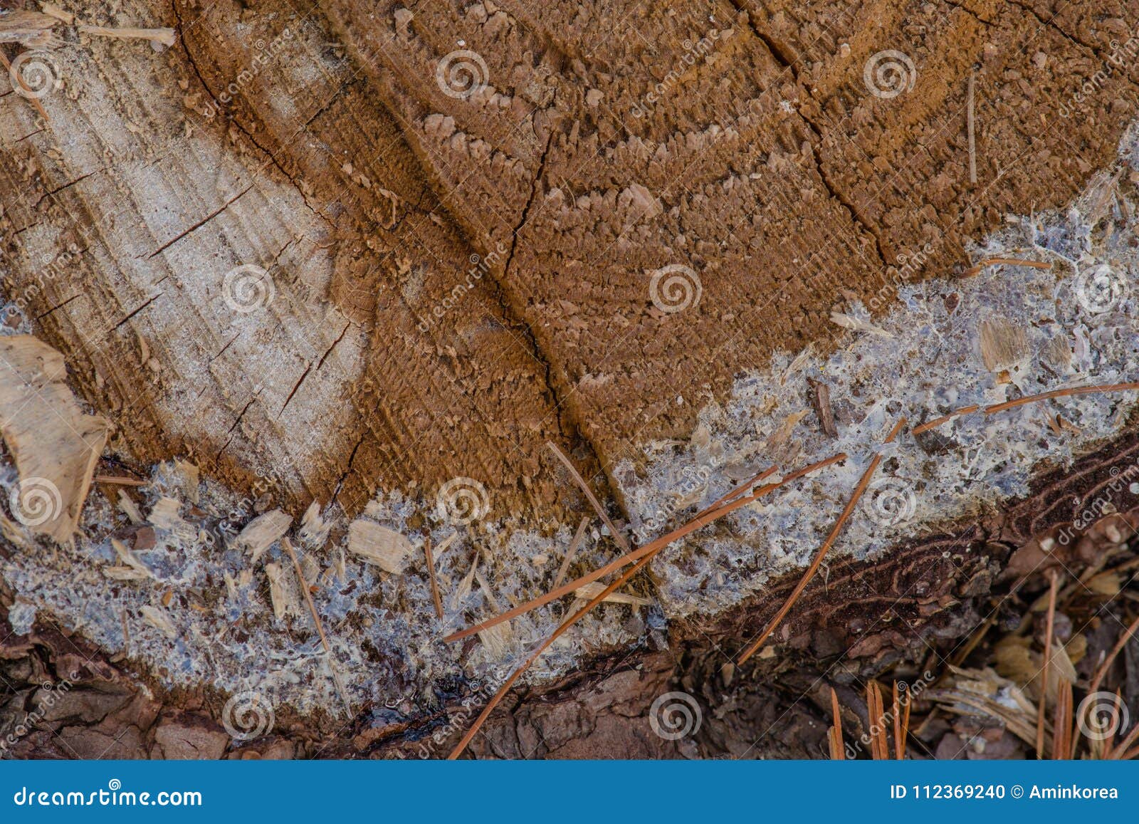 White resin on tree trunk stock photo. Image of macro - 112369240