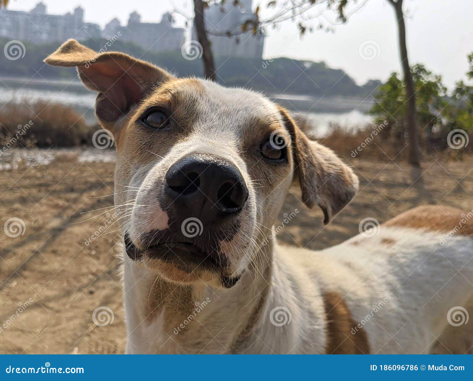 Extreme CloseUp Face of Curious Stray Dog. Stock Photo - Image of cute ...