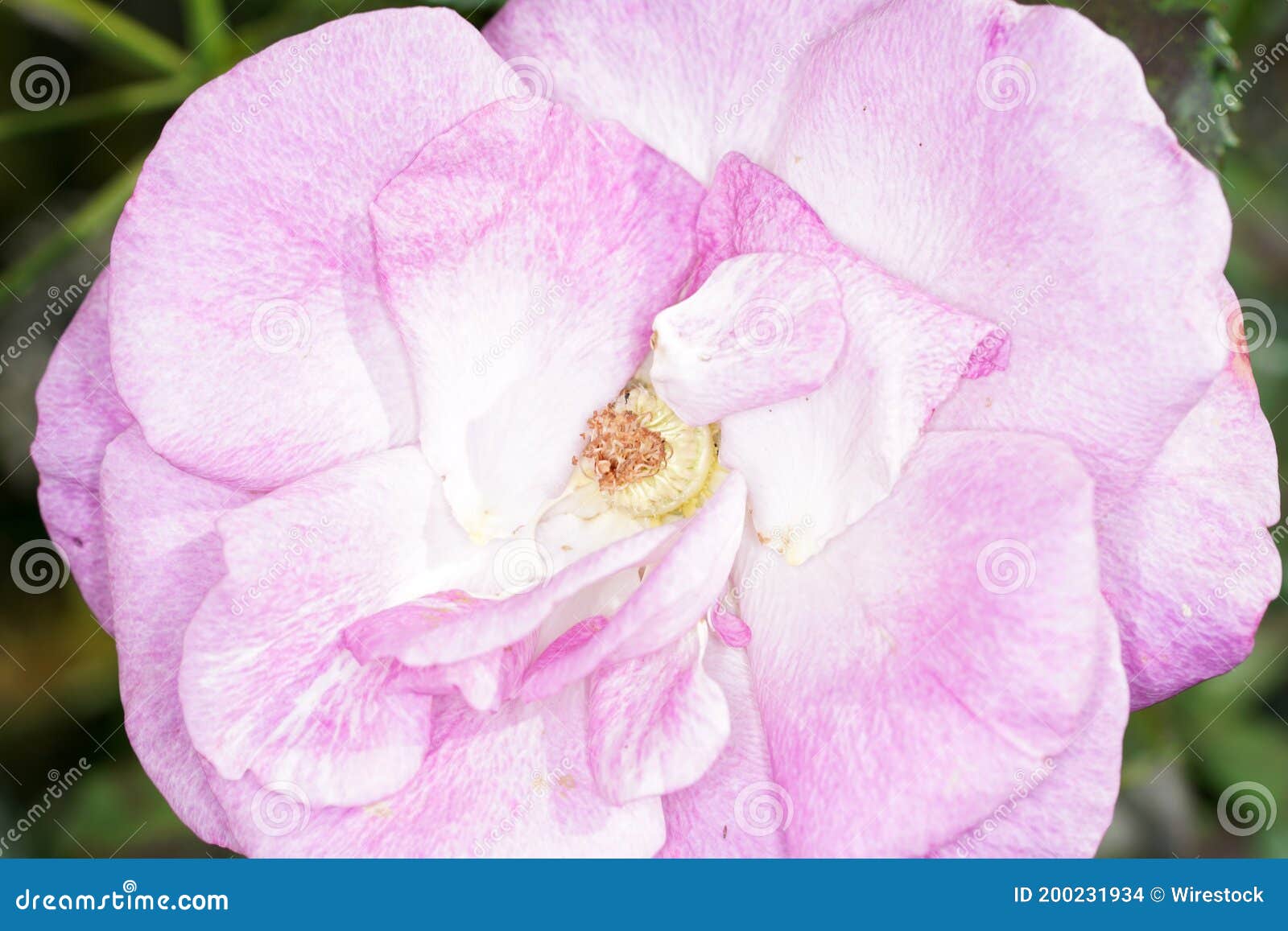 Closeup Of A Fully Black Subadult Odaigahara Salamander, Hynobius ...
