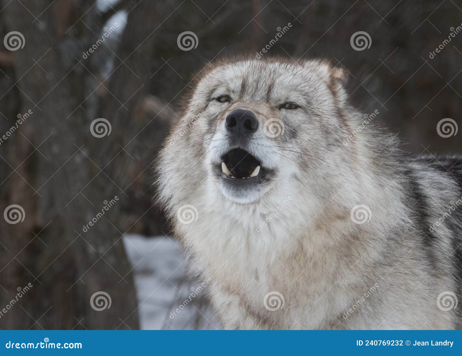 Extreme Closeup of Gray Wolf with Mouth Open Looking at Viewer Stock ...