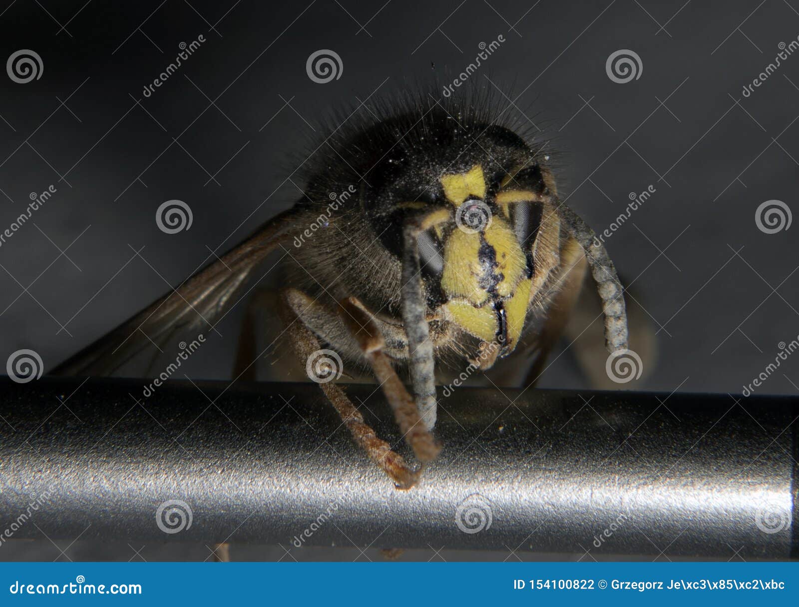 Polish Home Fly. Zoom Magnification Stock Photo - Image of close ...