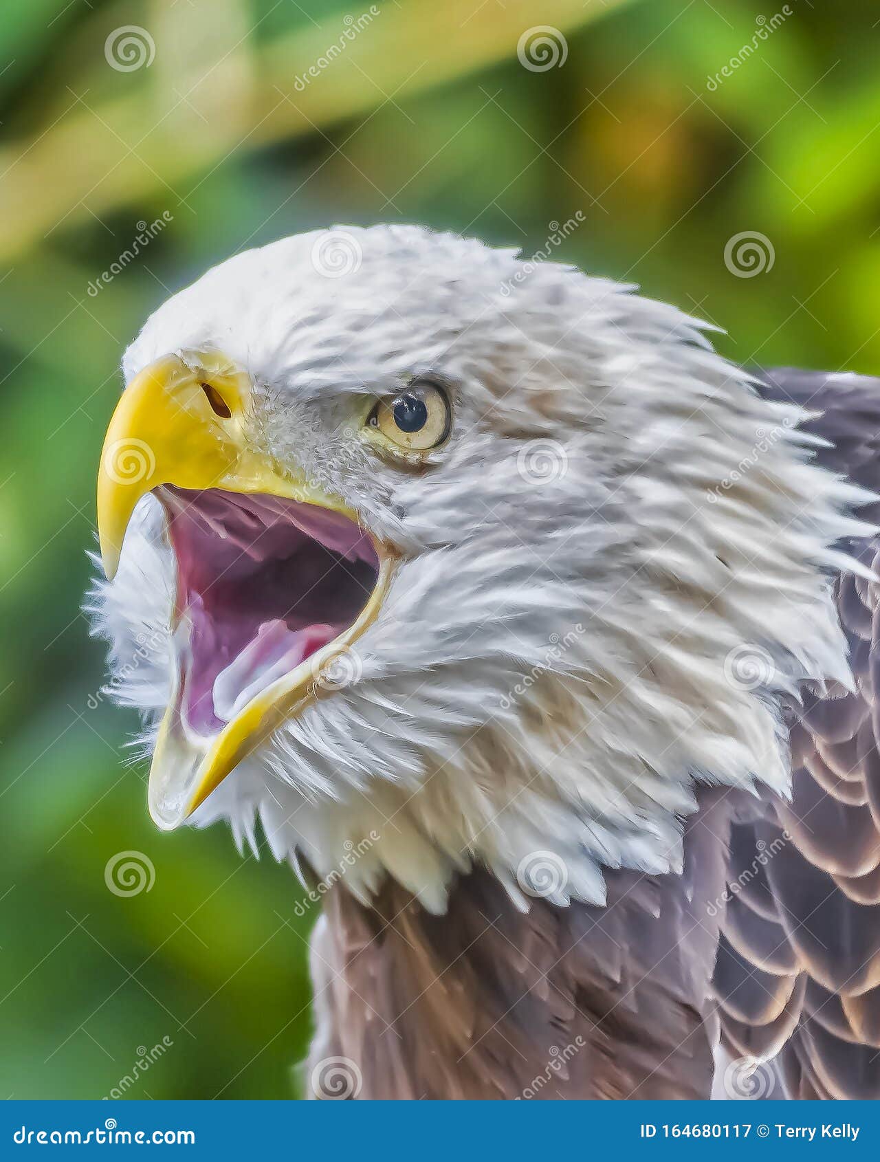 Bald eagle stock image. Image of bird, face, american - 164680117