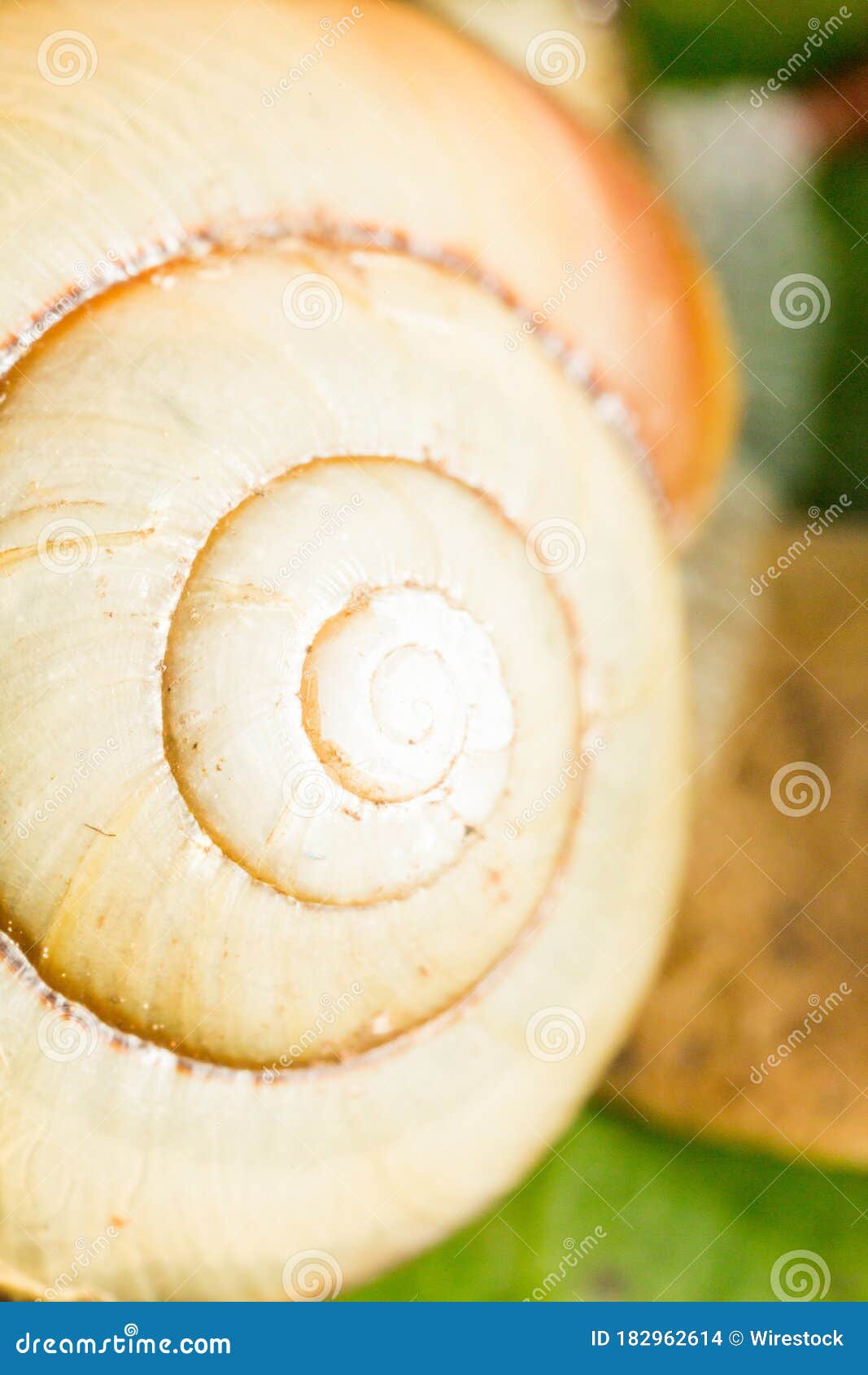Extreme Closeup of the Spiral Pattern of a Snail Shell Stock Photo ...