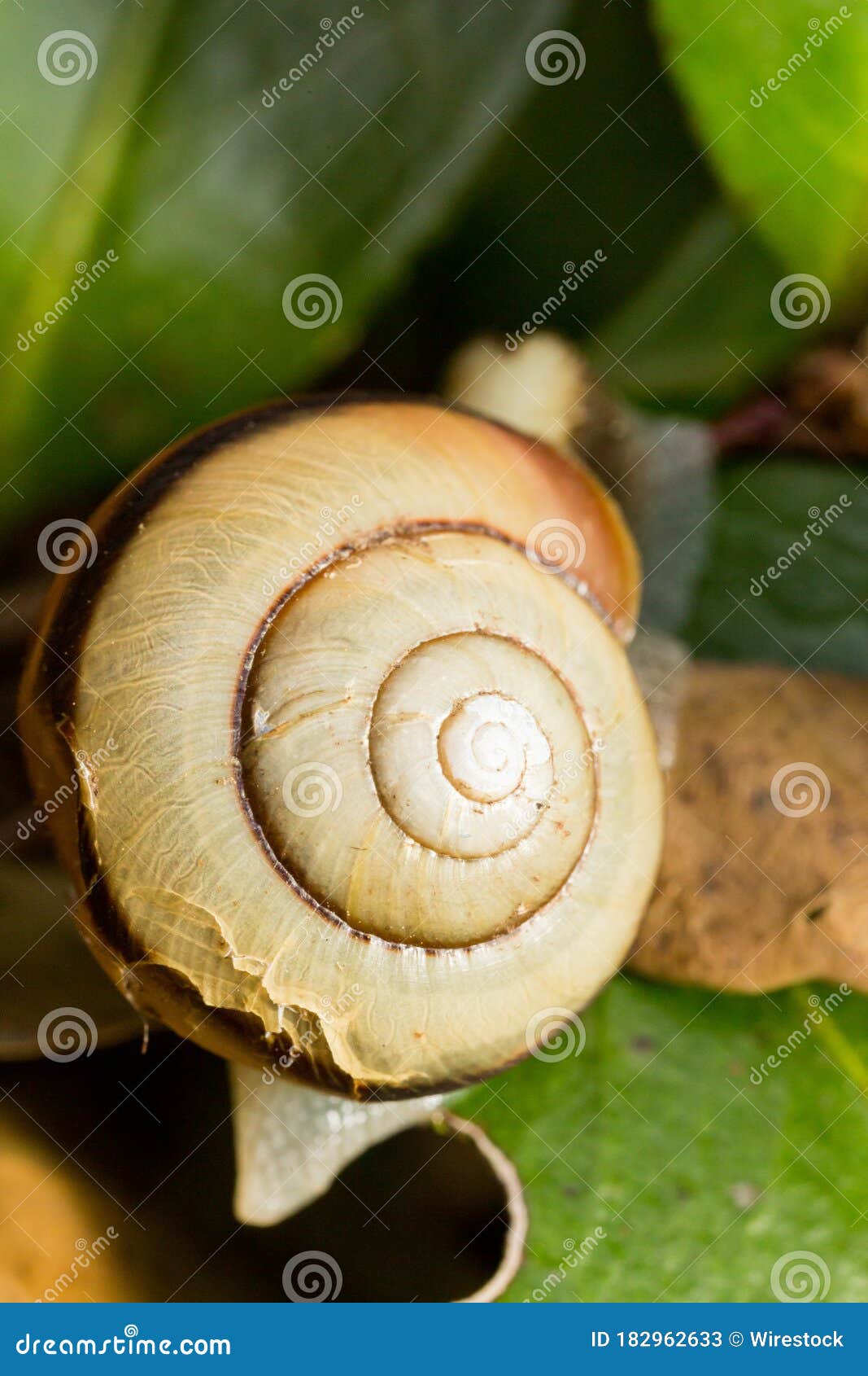 Extreme Closeup of the Spiral Pattern of a Snail Shell Stock Image ...