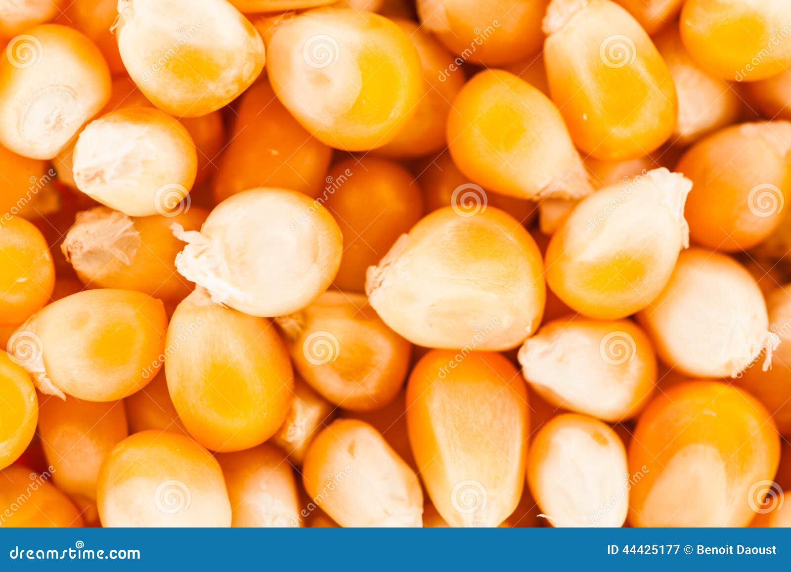 Extreme Closeup Texture of Corn Seeds Stock Image - Image of kernels ...
