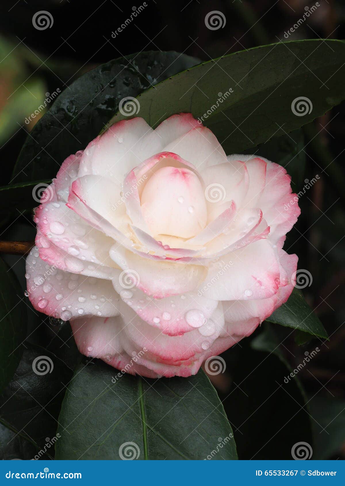Extreme Depth of Field Photo of a Camelia with Water Drops Stock Image ...