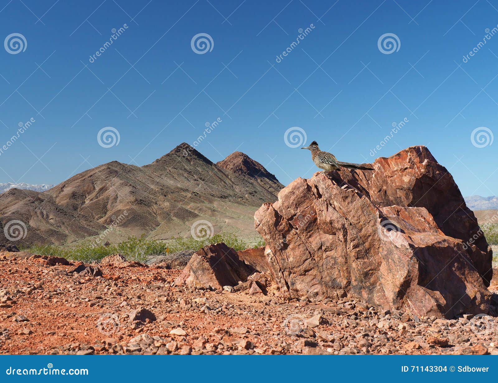 Extreme Depth of Field Photo of Roadrunner on a Rock Stock Photo ...