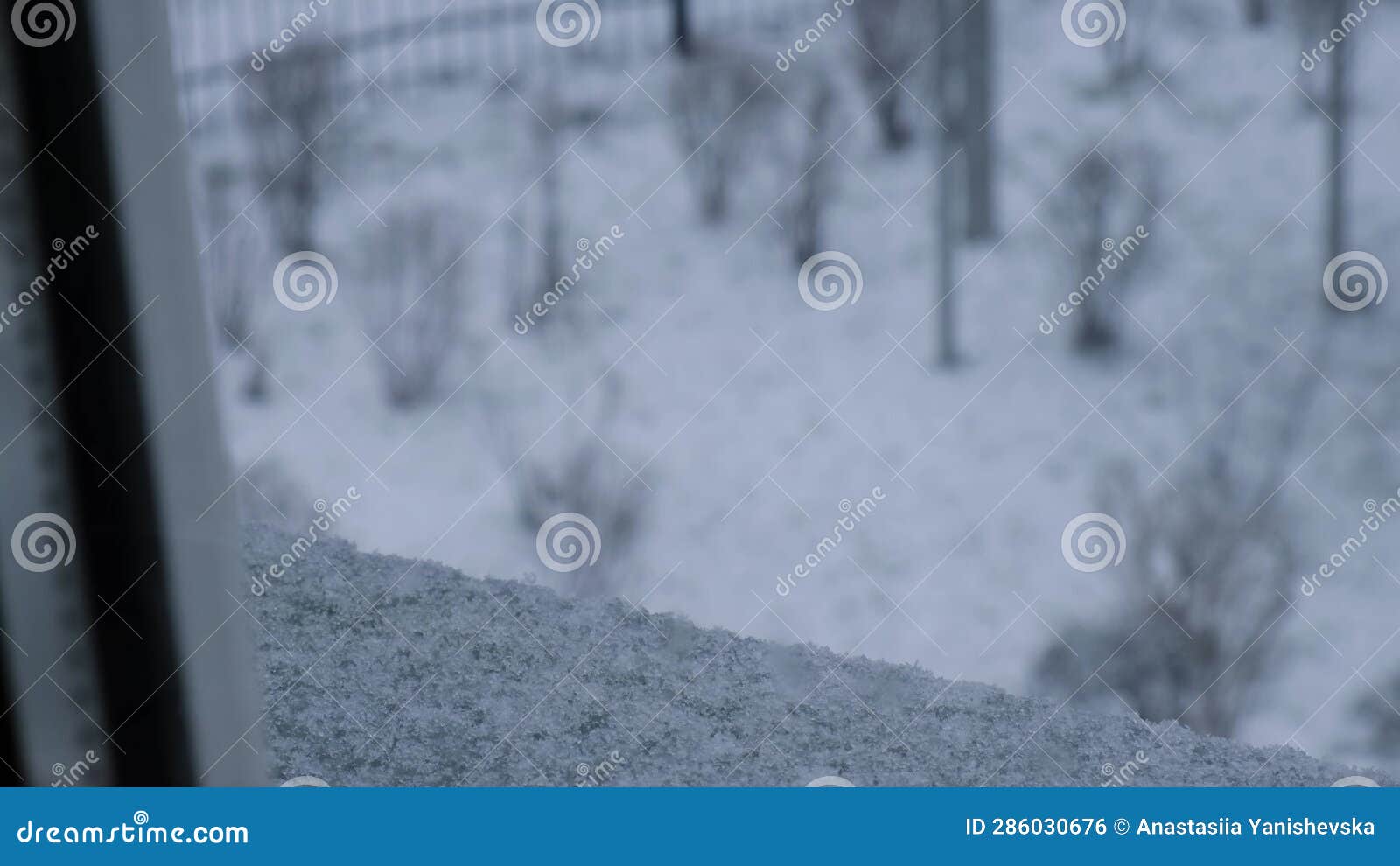 Extreme Falling Snow between Trees during Heavy Snowfall in Winter City ...