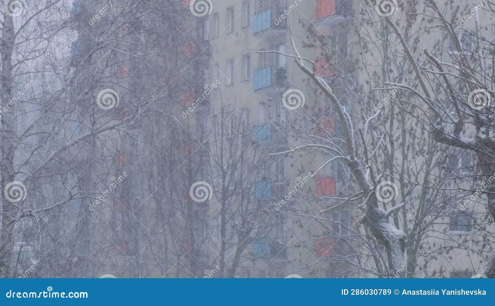 Extreme Falling Snow between Trees during Heavy Snowfall in Winter City ...