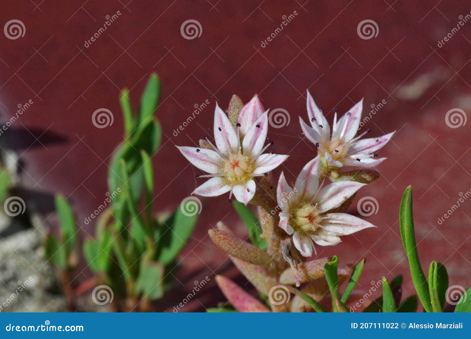 An Extreme Flowers Macro View Stock Photo - Image of outdoor, beautiful ...