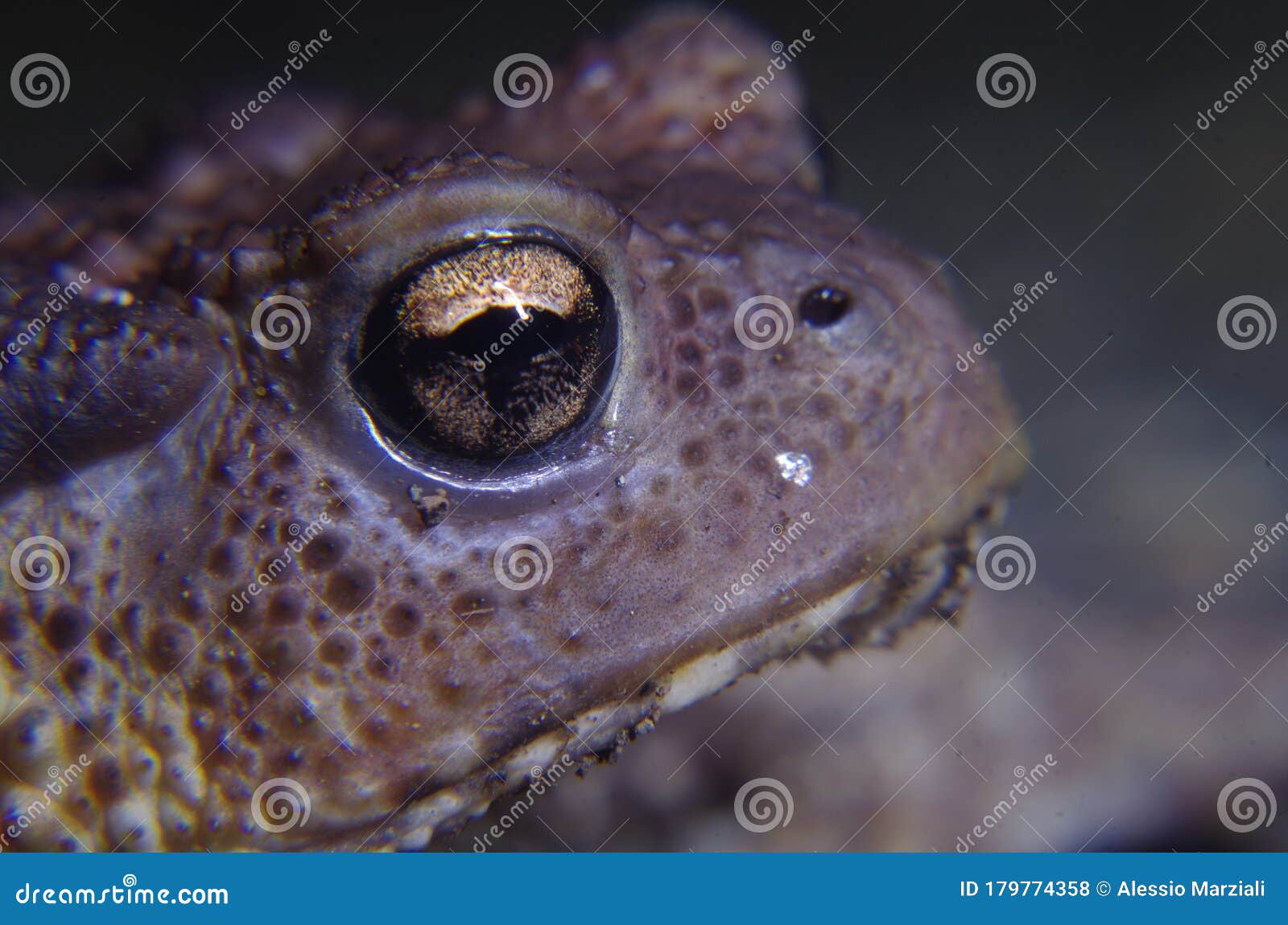 An Extreme Frog Eye Closeup Stock Photo - Image of water, animal: 179774358