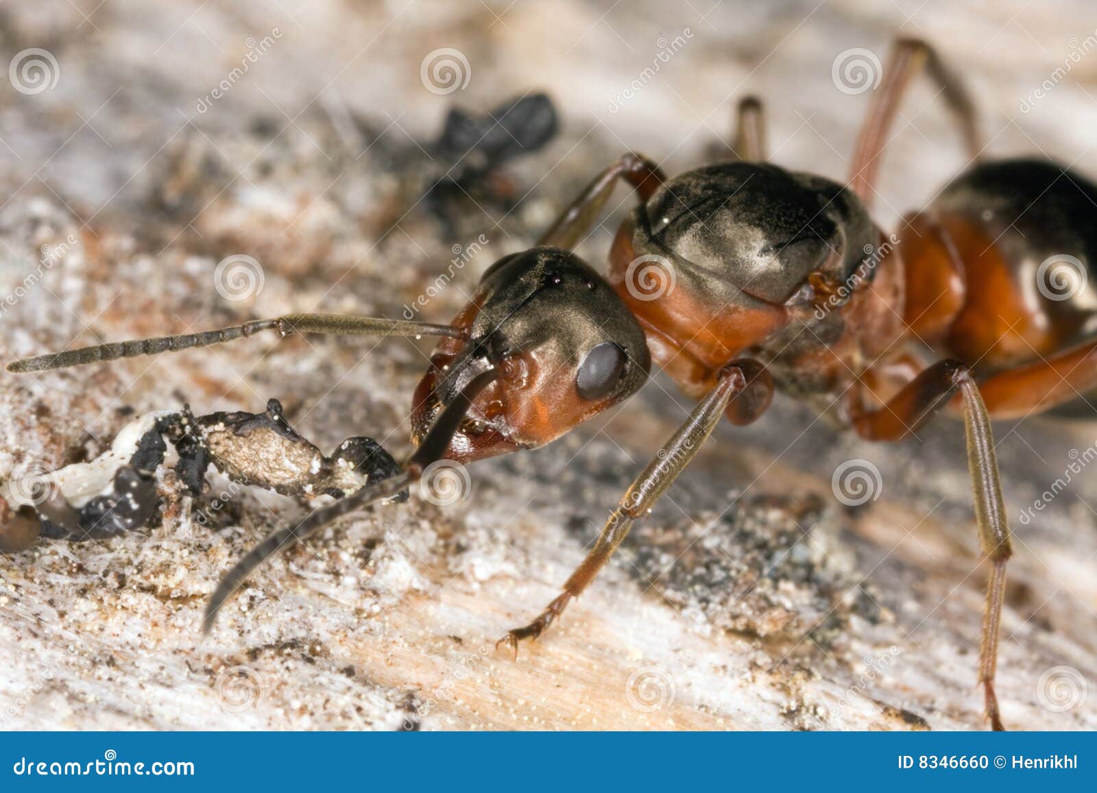 Extreme Front View of Wooden Ant Stock Photo - Image of crawling ...