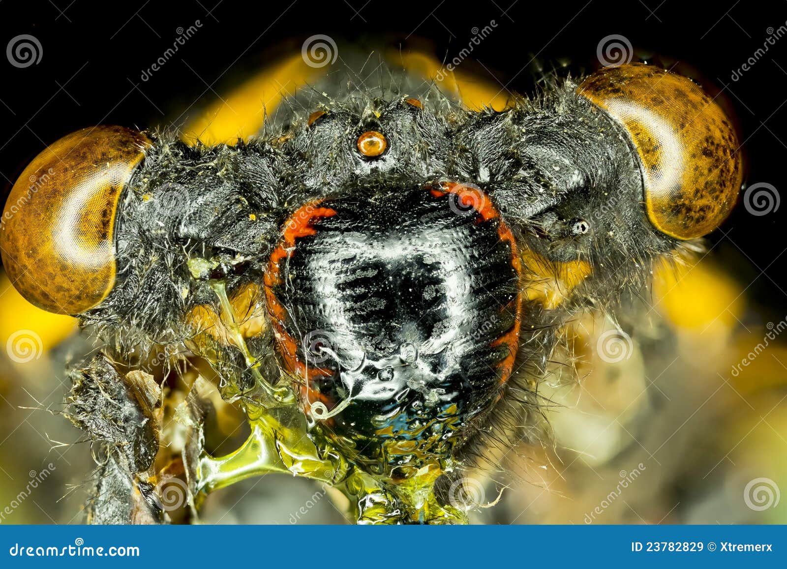 Extreme insect closeup. stock image. Image of gnat, magnification ...
