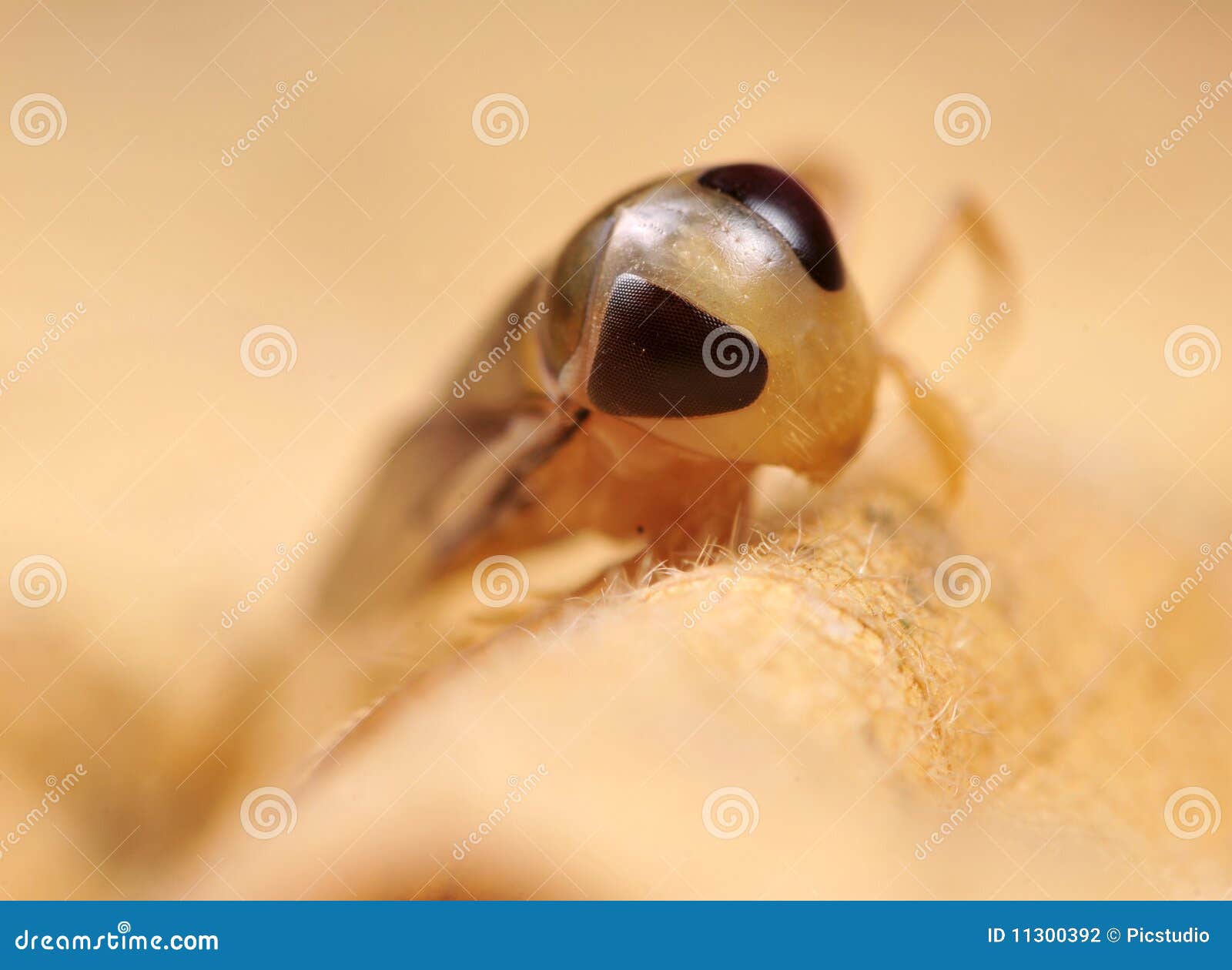 Extreme insect macro stock photo. Image of blur, colored - 11300392