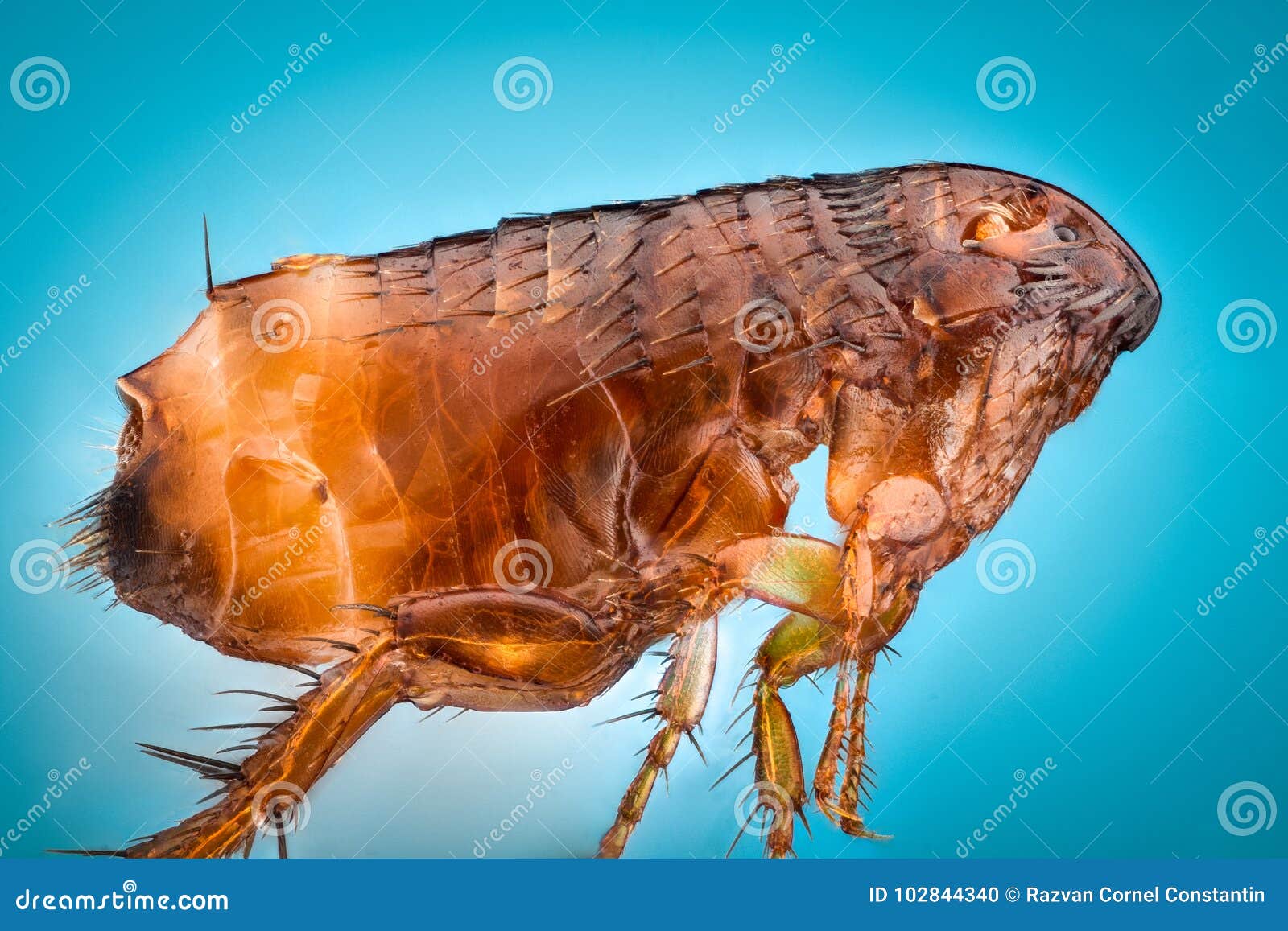 Extreme Lineare Wiedergabe - Floh an 10x Stockfoto - Bild von braun ...