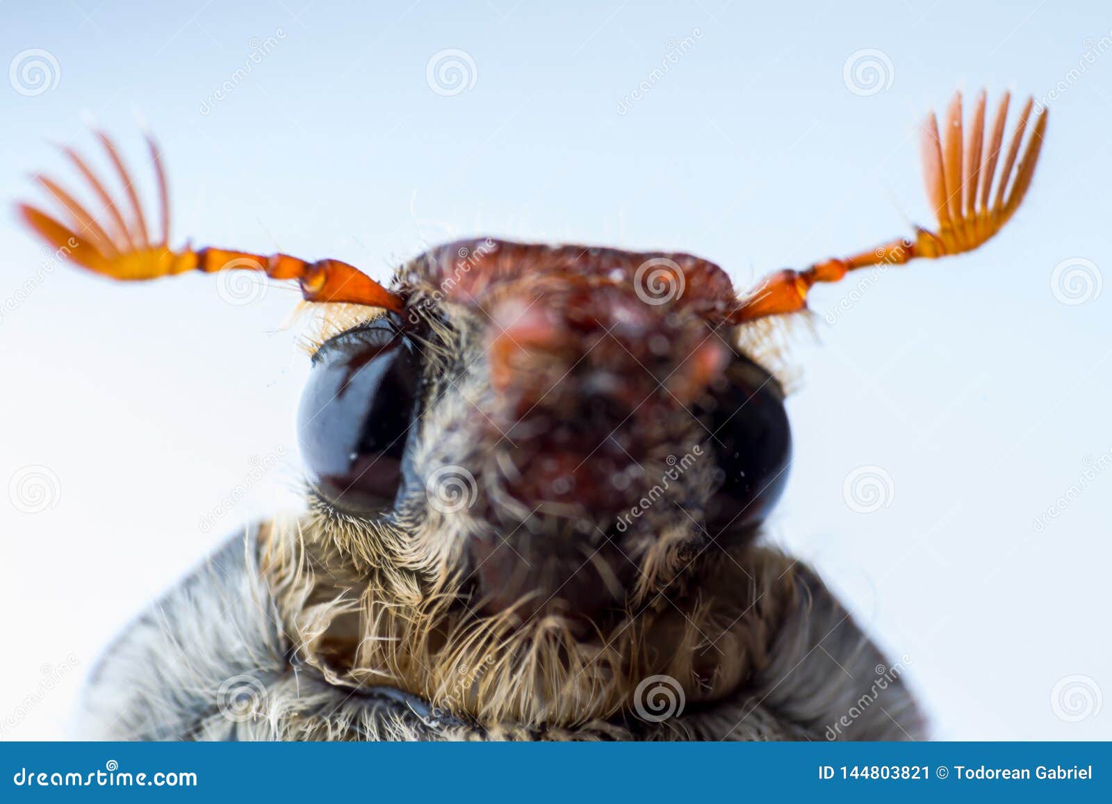 Extreme Macro of a May Beetle Face Closeup, Front View Stock Image ...