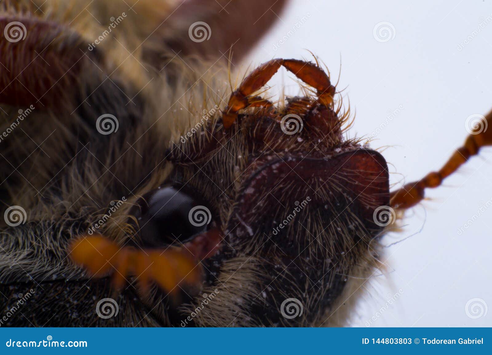 Extreme Macro Af a May Beetle Face Closeup, Side View Stock Image ...