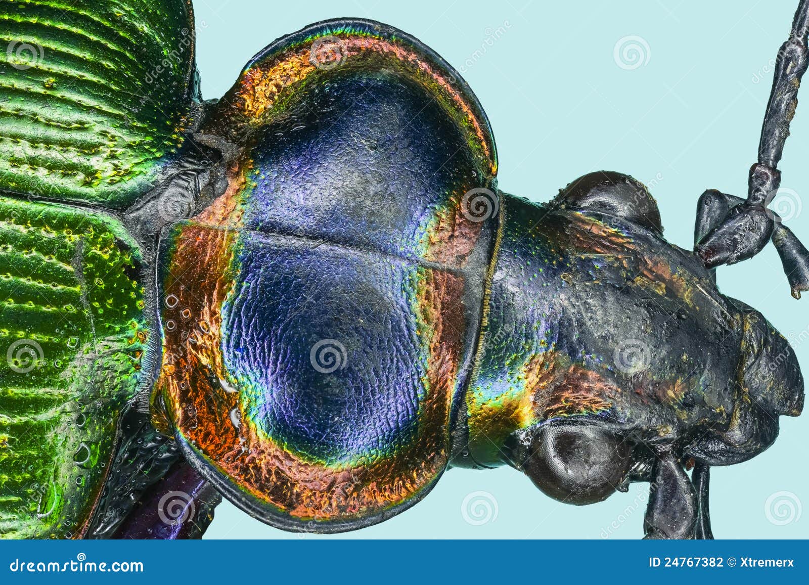 Extreme Macro Big Green Beetle Stock Photo - Image of insect ...