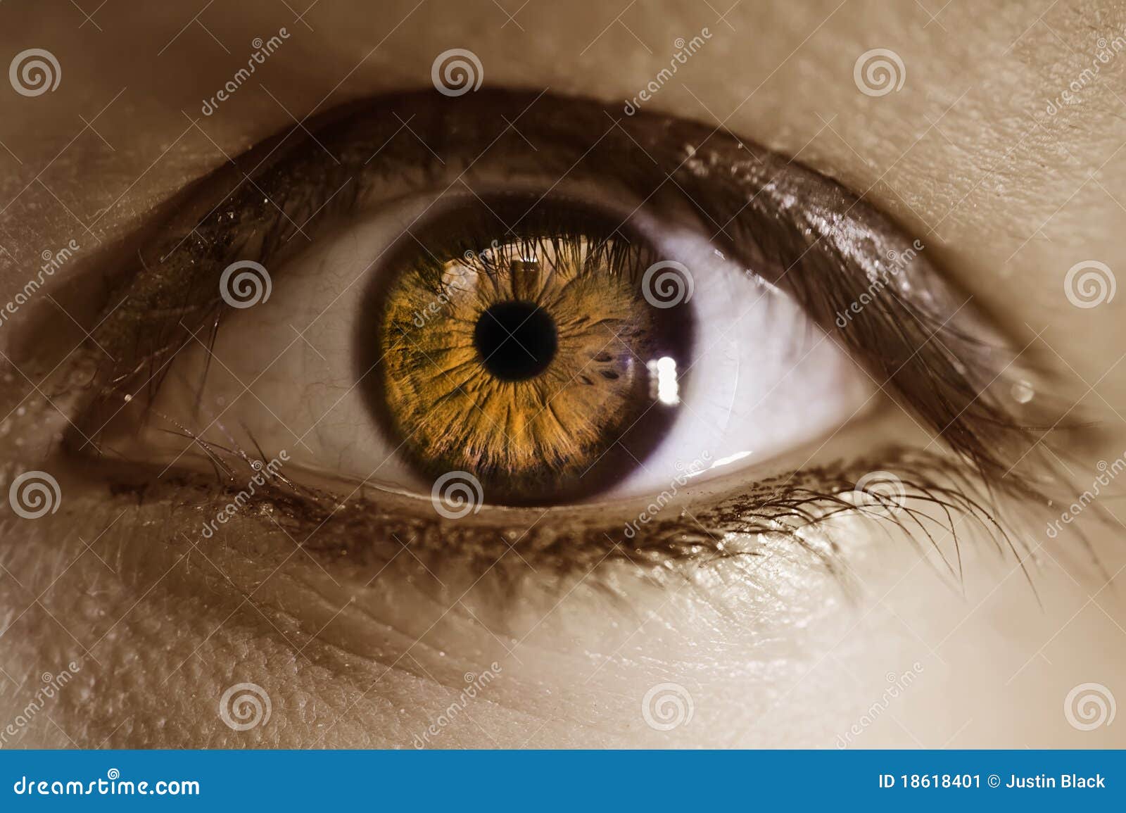 Extreme Macro of a Brown Eye Stock Image - Image of reflection, clarity ...
