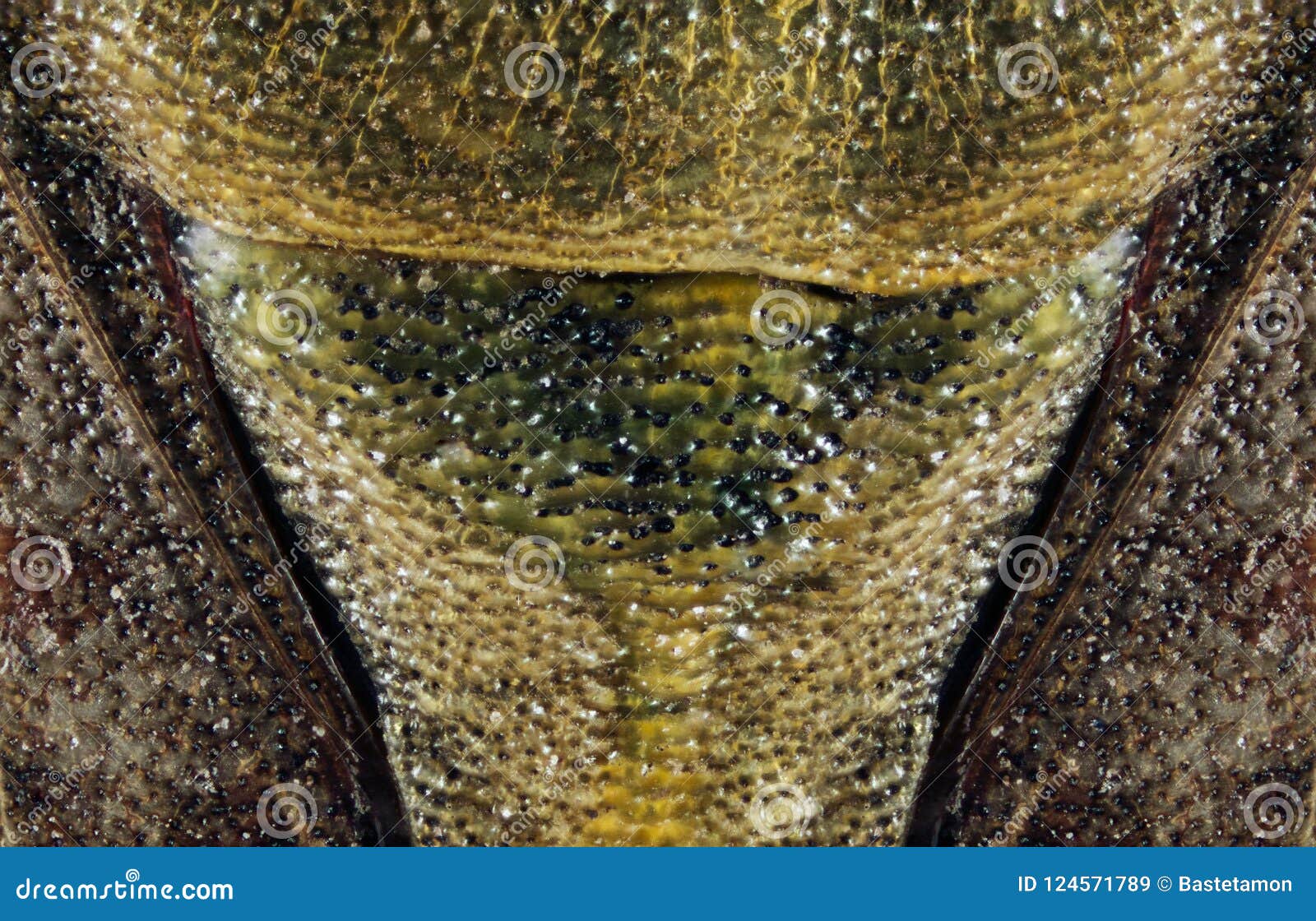 Extreme macro of bug stock image. Image of dolycoris - 124571789