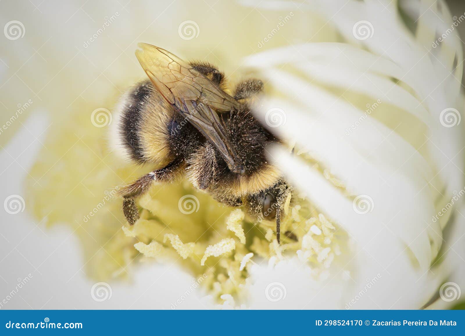 Bumblebee Covered with Pollen Stock Photo - Image of honey, insect ...