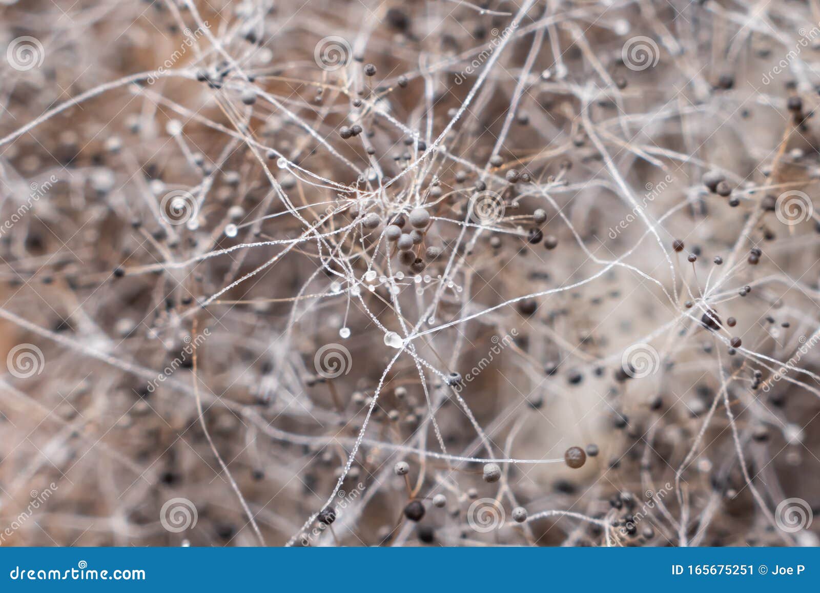 Bread Mold Fungi Under Microscope For Education Stock Image ...