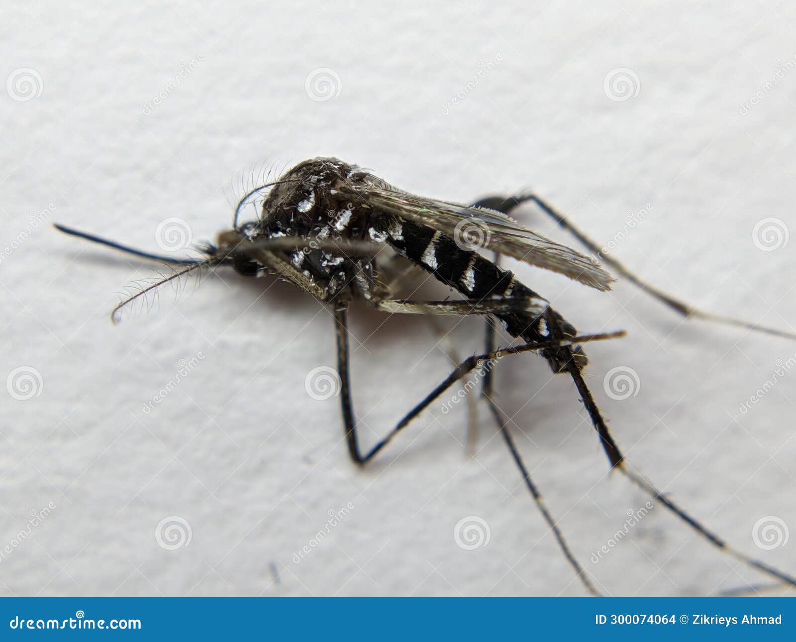 Extreme Macro of Dead Mosquito Insect on Isolated Background Stock ...