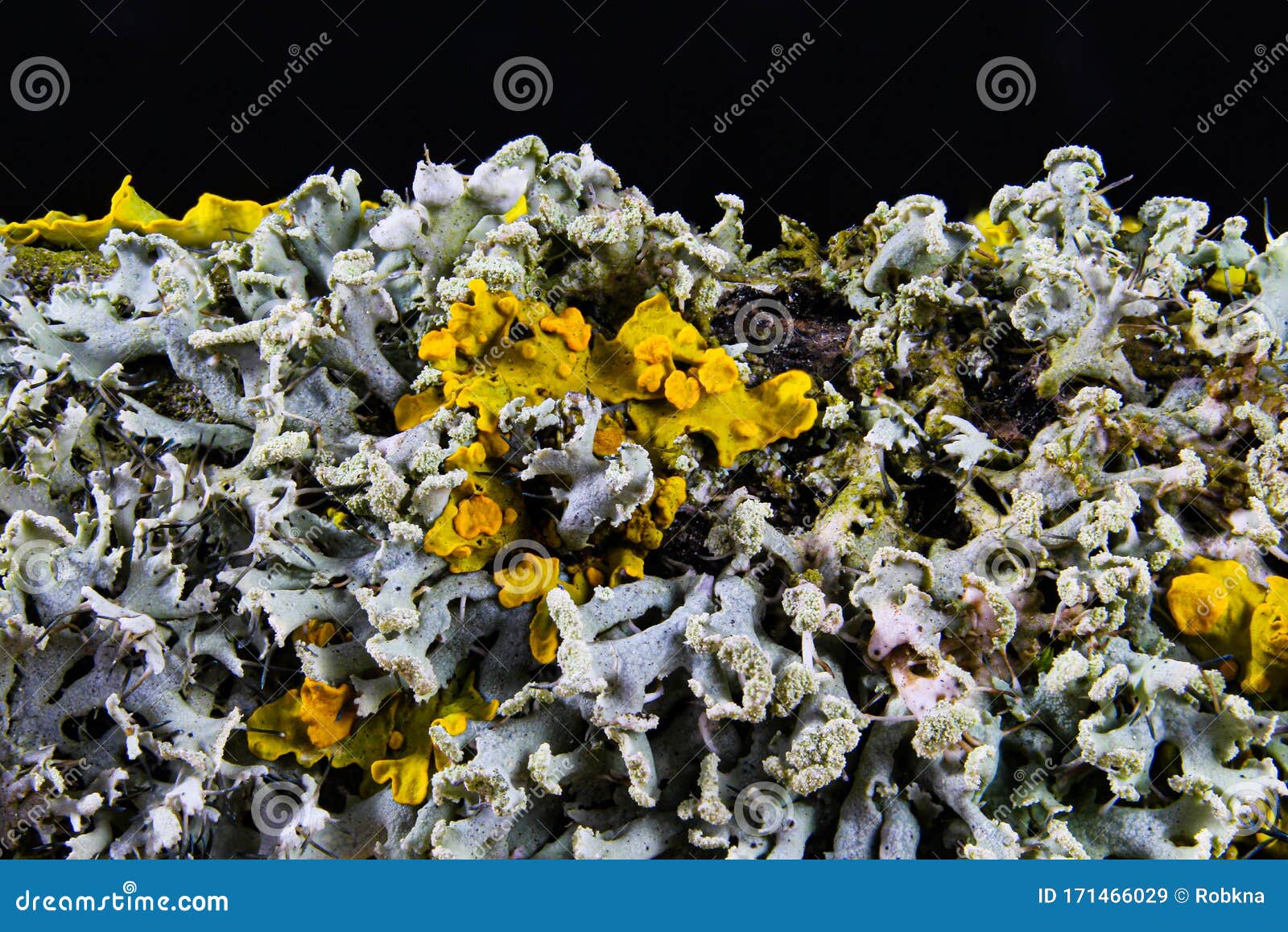 Extreme Macro of Different Colored Lichen for Natural Pattern ...