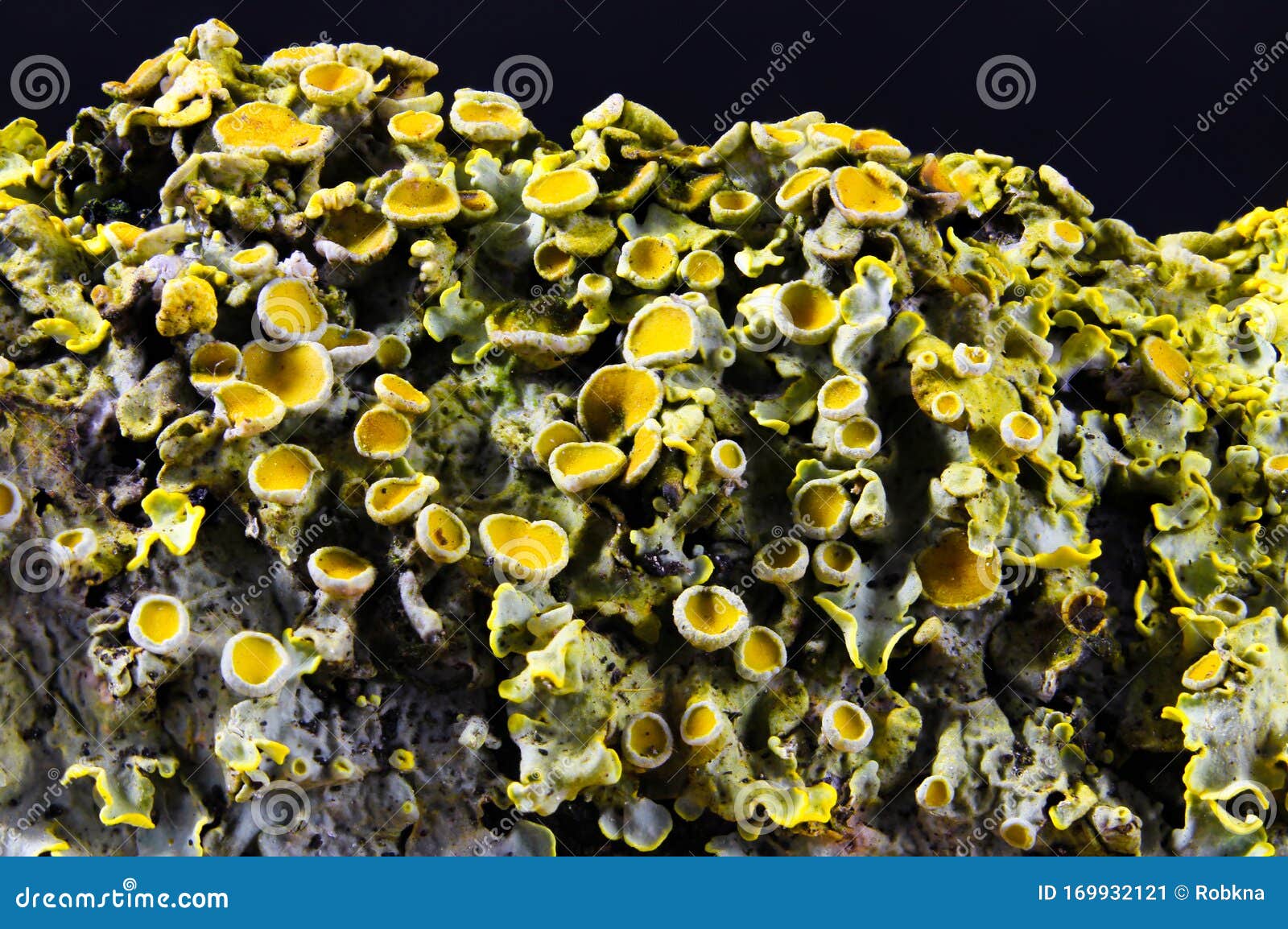 Extreme Macro of Different Colored Lichen for Natural Pattern ...