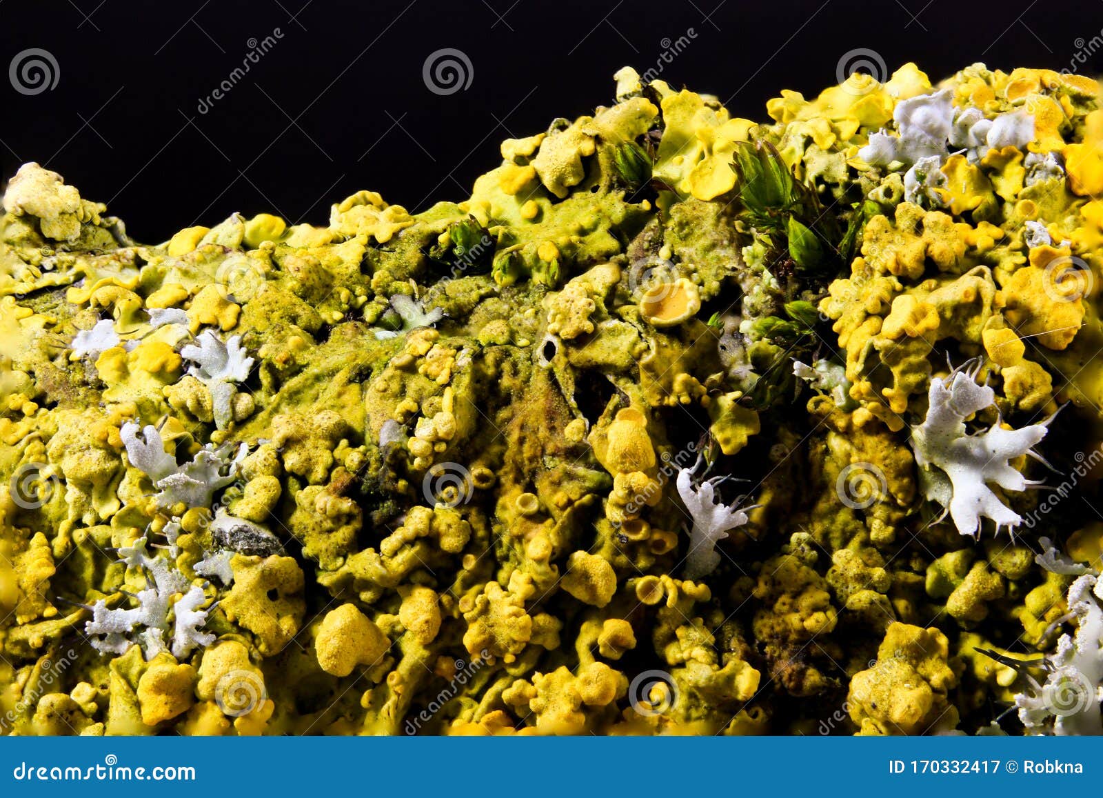 Extreme Macro of Different Colored Lichen for Natural Pattern ...