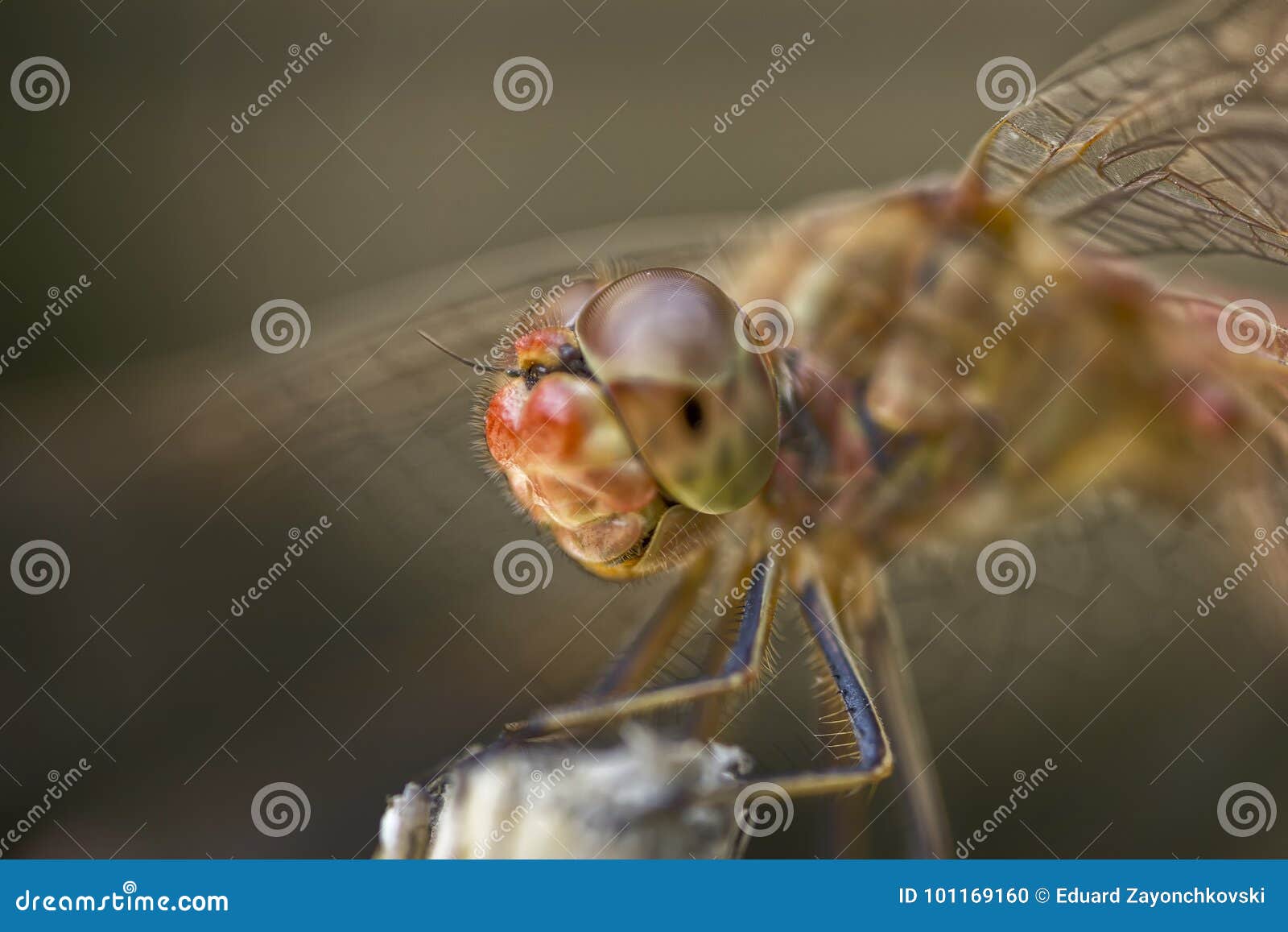 Extreme Macro of the Dragonfly Stock Photo - Image of bright ...