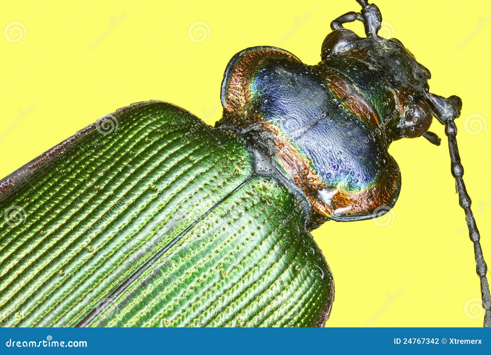 Extreme Macro Grote Groene Kever Stock Foto - Image of neus, nadruk ...