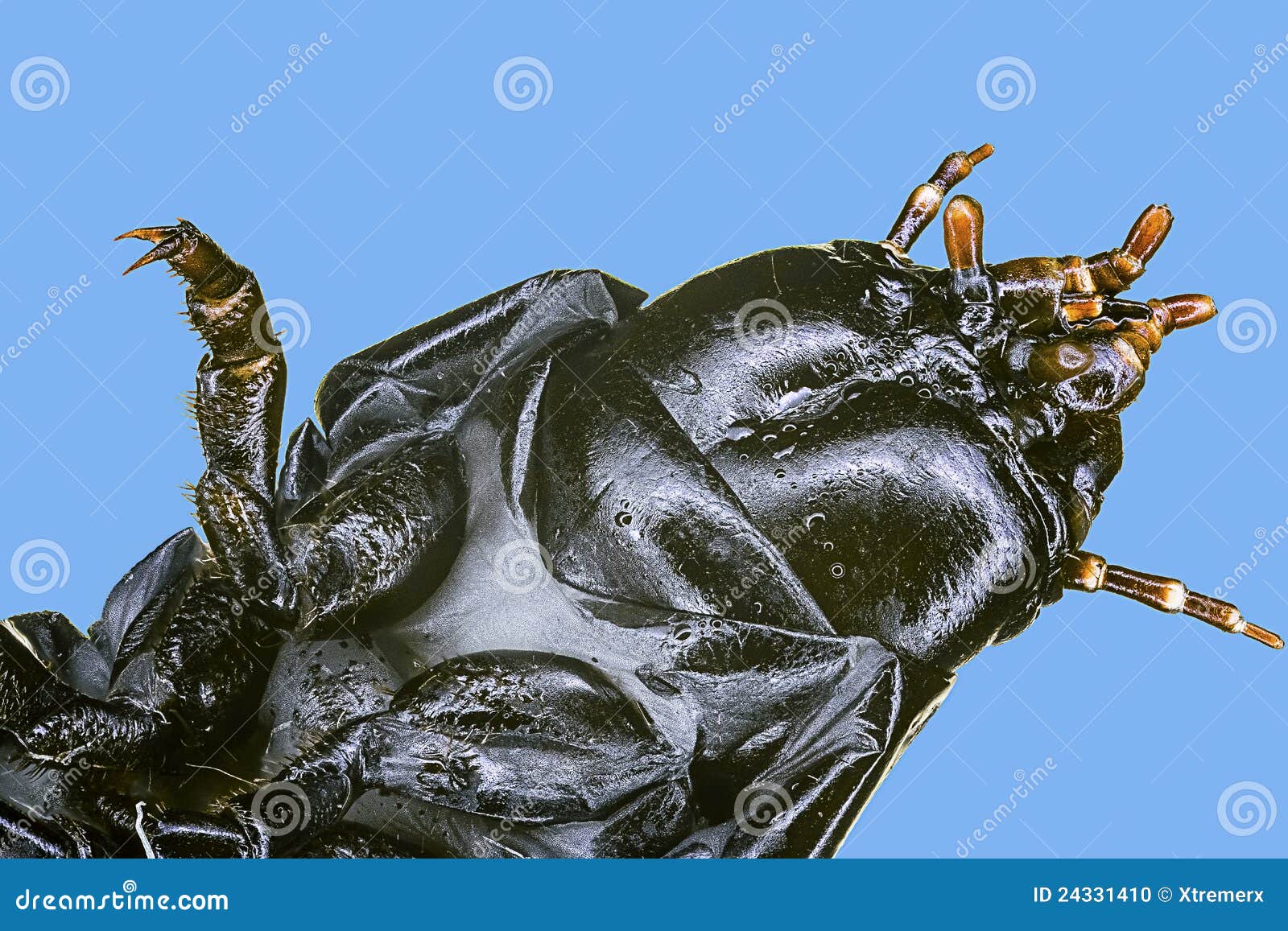 Extreme Macro Hardwood Stump Beetle Stock Photo - Image of beetle ...