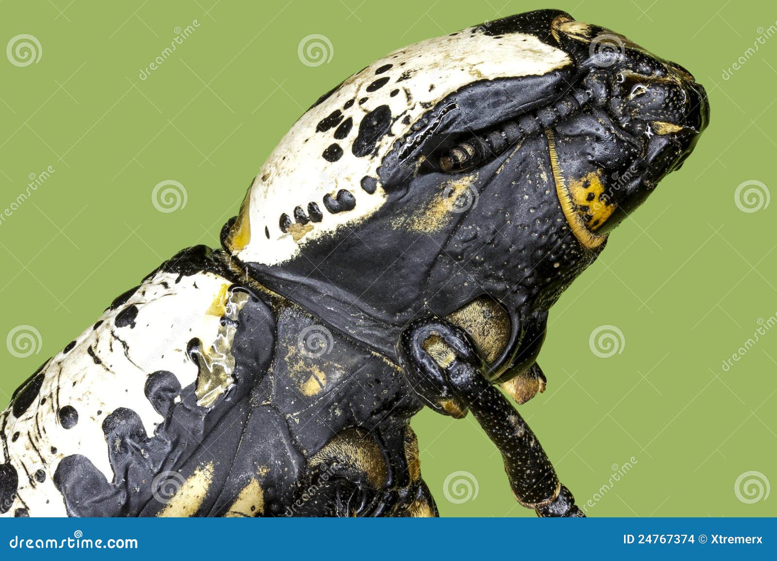 Extreme Macro Hardwood Stump Beetle Stock Photo - Image of background ...