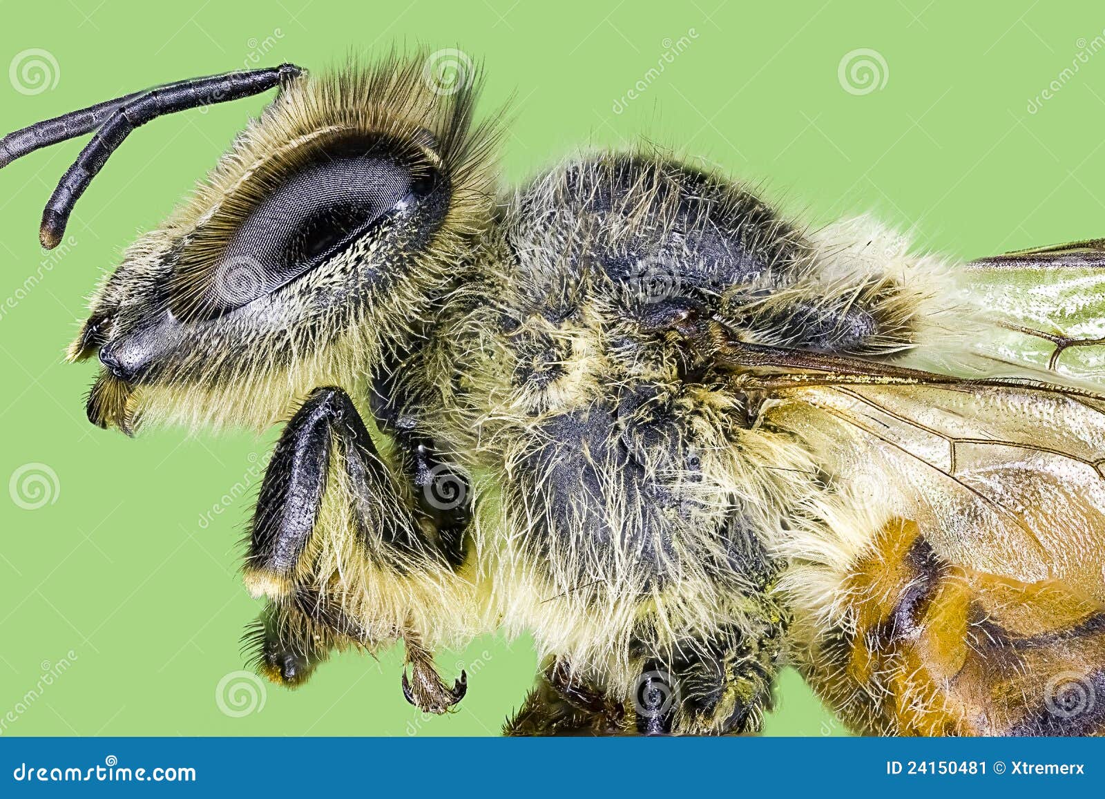 Extreme macro honey bee stock image. Image of antennae - 24150481