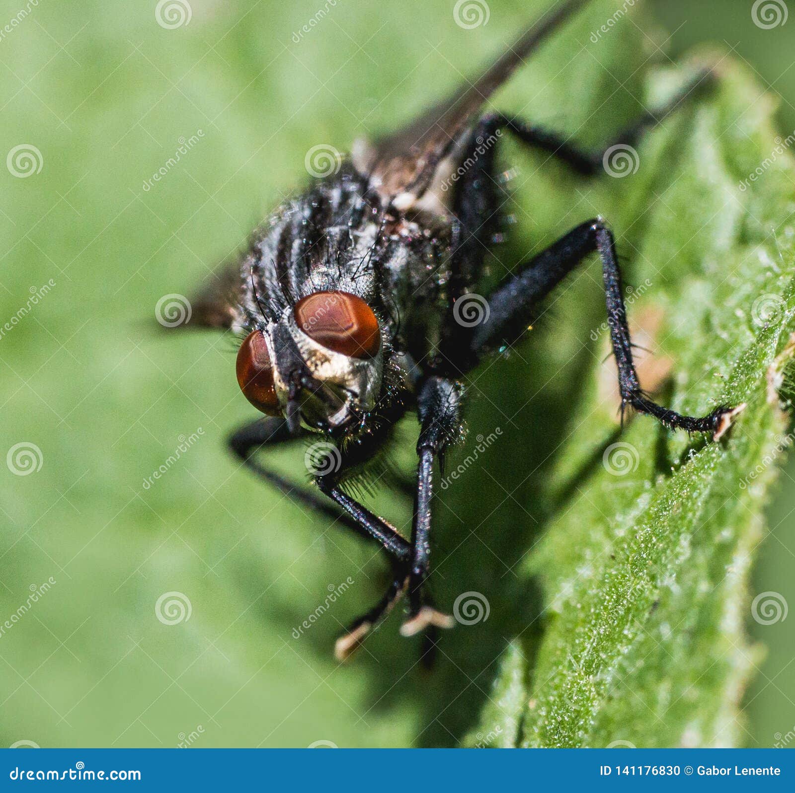 Extreme Macro from a House Fly Stock Photo - Image of backdrop, view ...