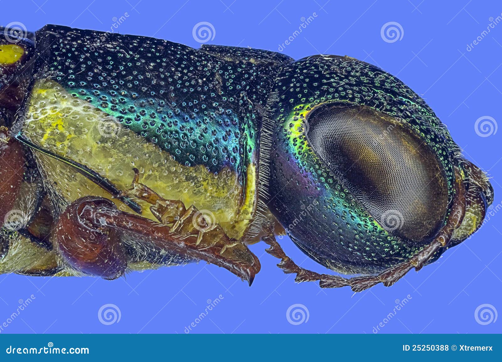 Extreme macro insect stock photo. Image of background - 25250388