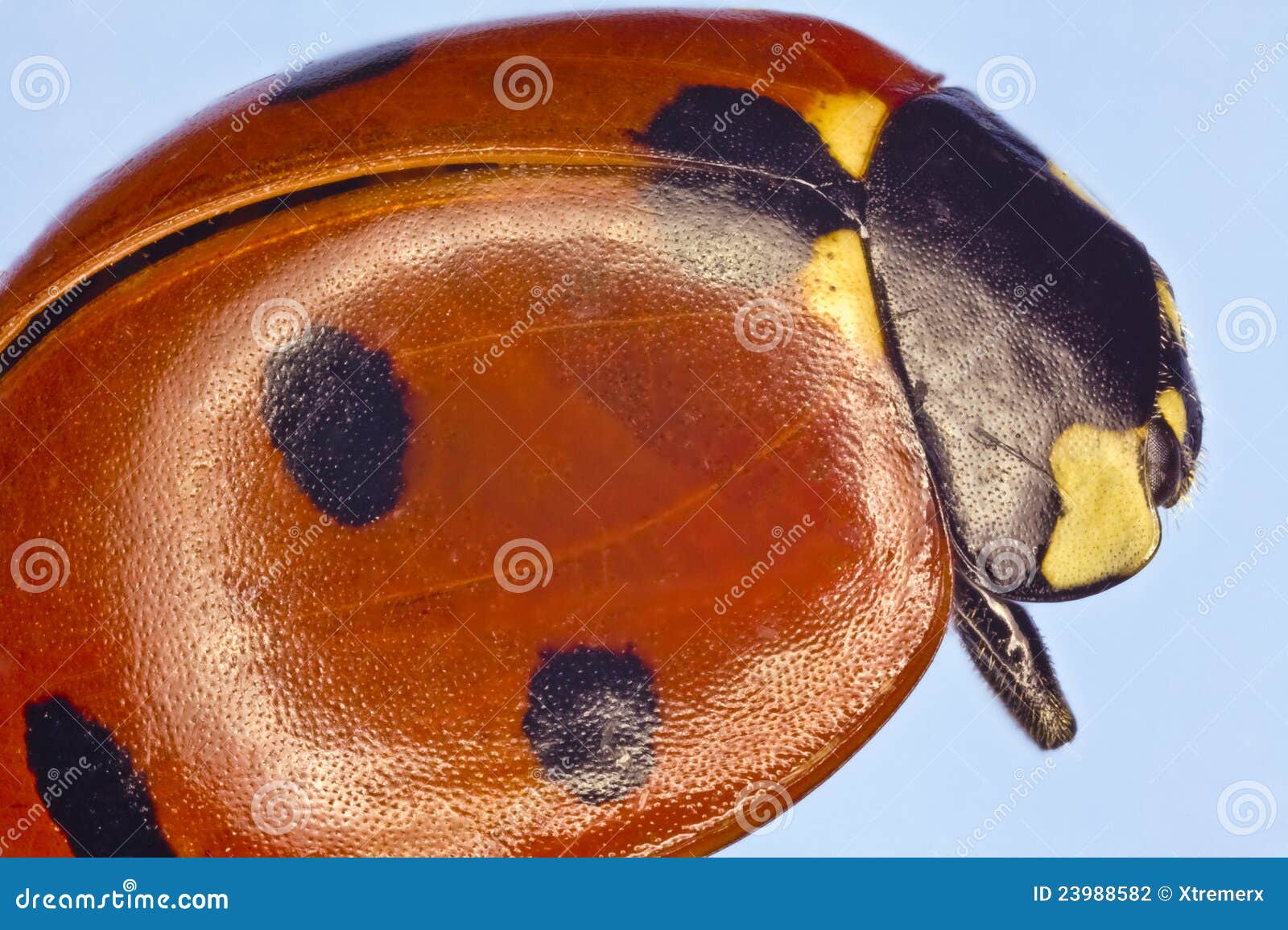Extreme Macro of a Lady Bug Stock Photo - Image of bright, garden: 23988582
