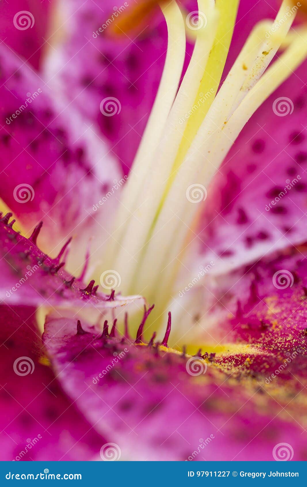 Extreme macro of lily. stock image. Image of bloom, lily - 97911227