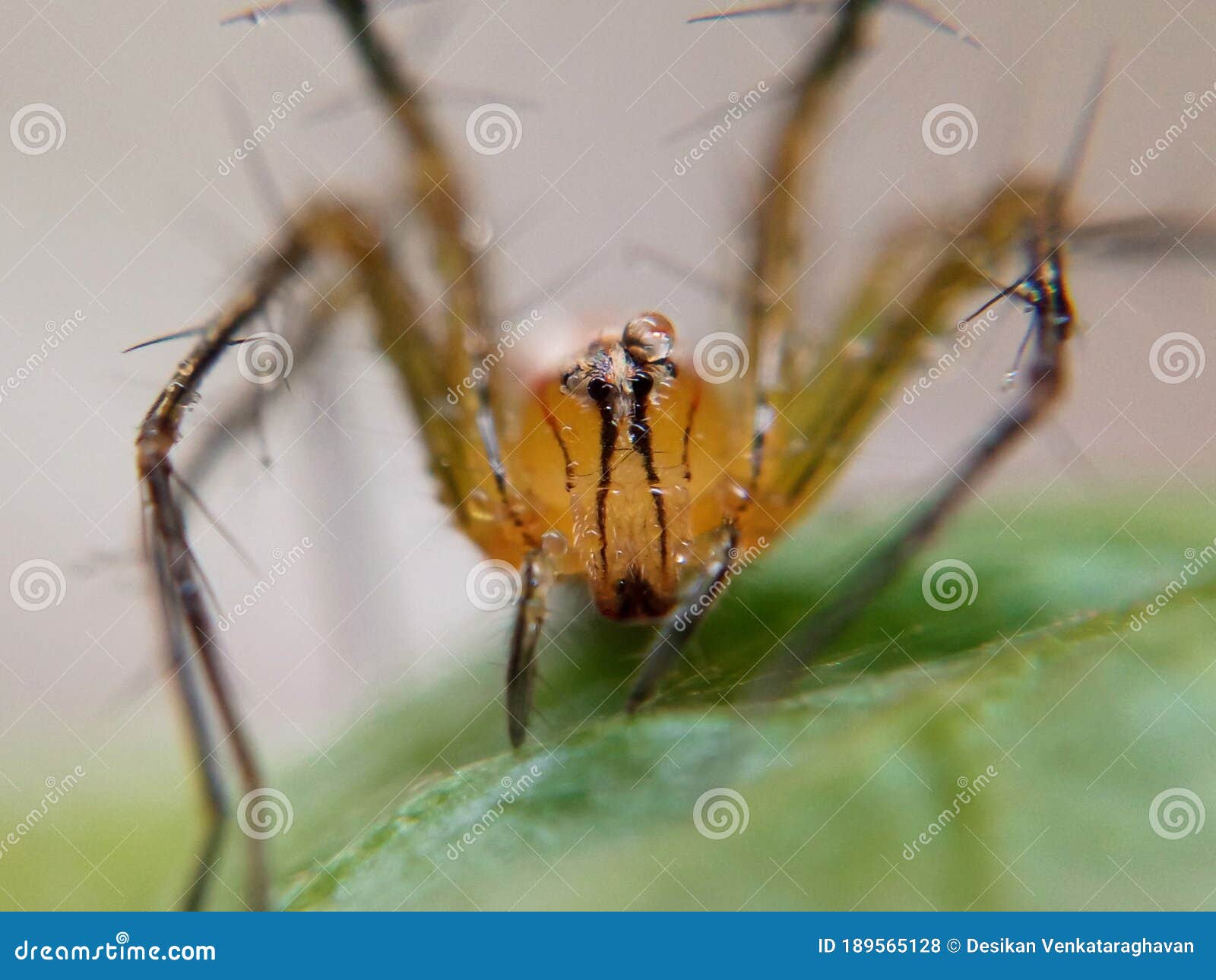 Extreme Macro of Lynx Spider Editorial Stock Photo - Image of wildlife ...