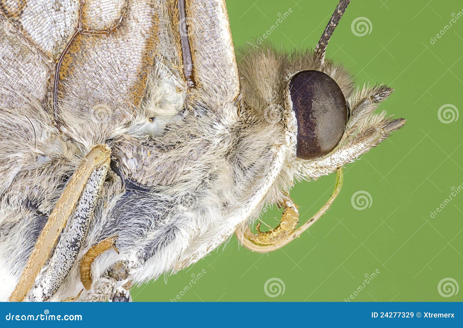 Extreme Macro Monarch Butterfly Stock Image - Image of looking ...