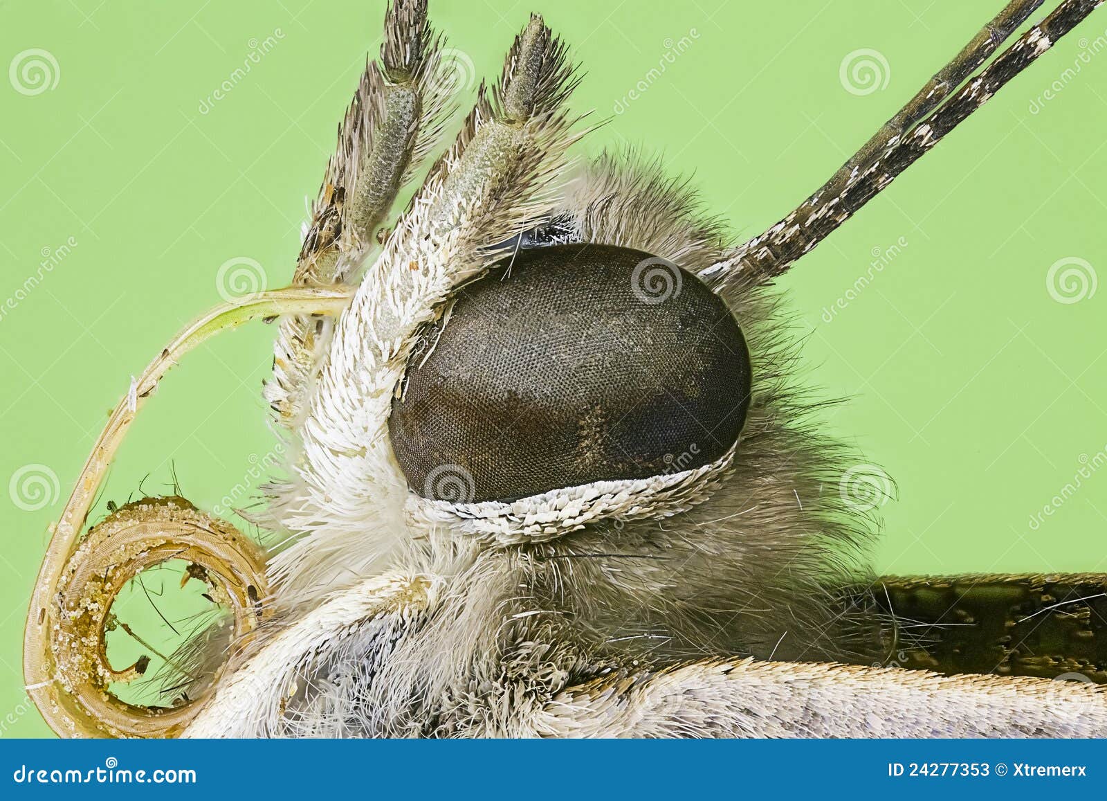 Extreme Macro Monarch Butterfly Stock Image - Image of animal, antenna ...