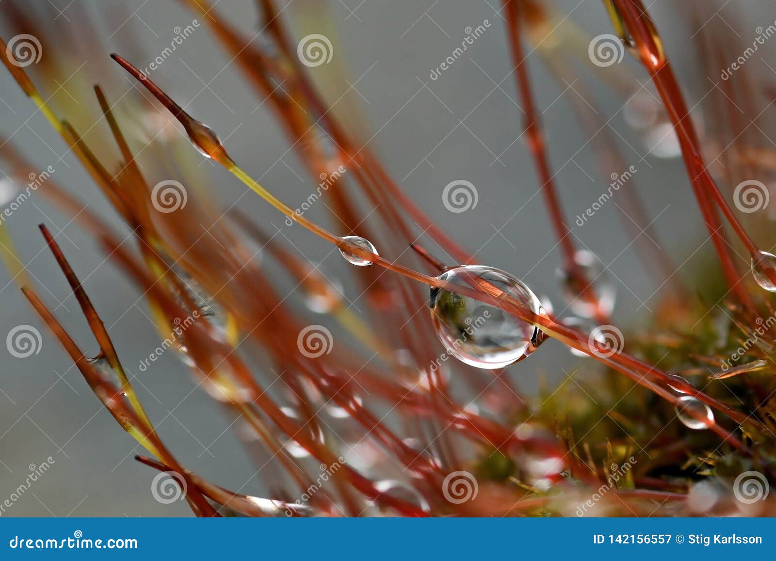 Extreme Macro of Moss Spores with Droplets Stock Image - Image of ...