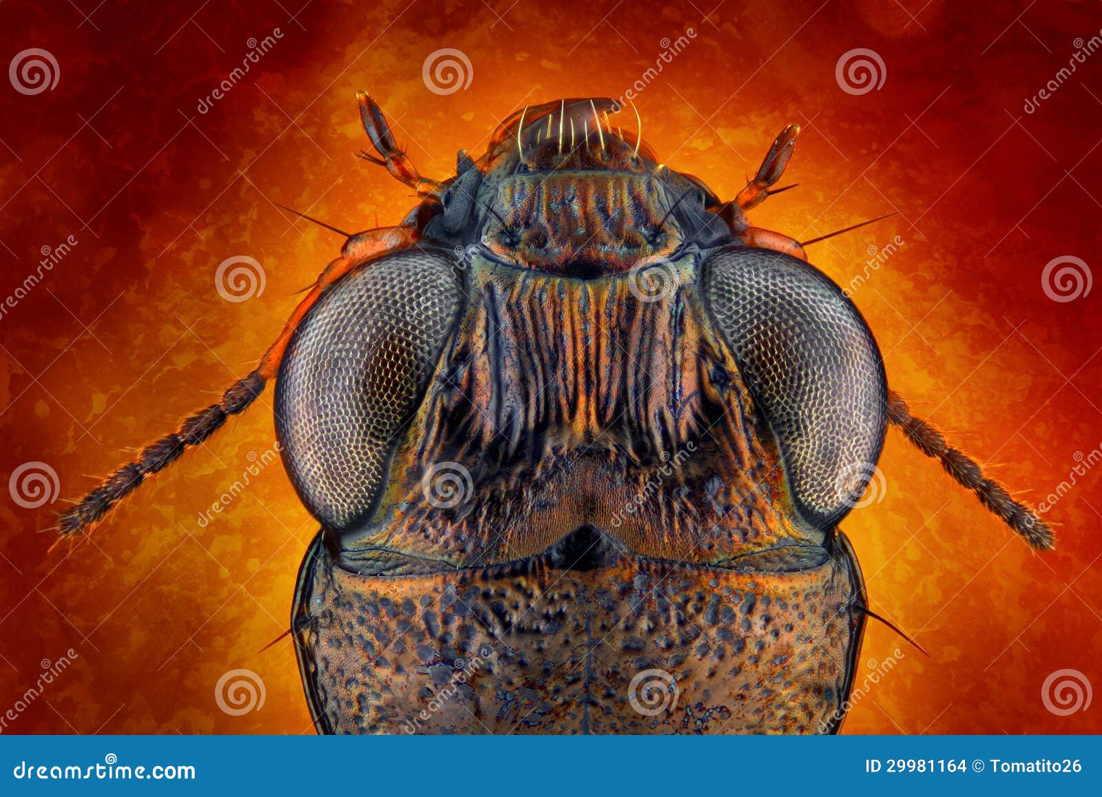 Ground beetle macro stock photo. Image of beetle, closeup - 29981164