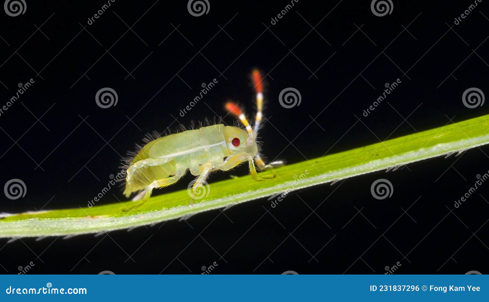Extreme Macro of Planthopper Nymph Stock Photo - Image of macro, nymph ...